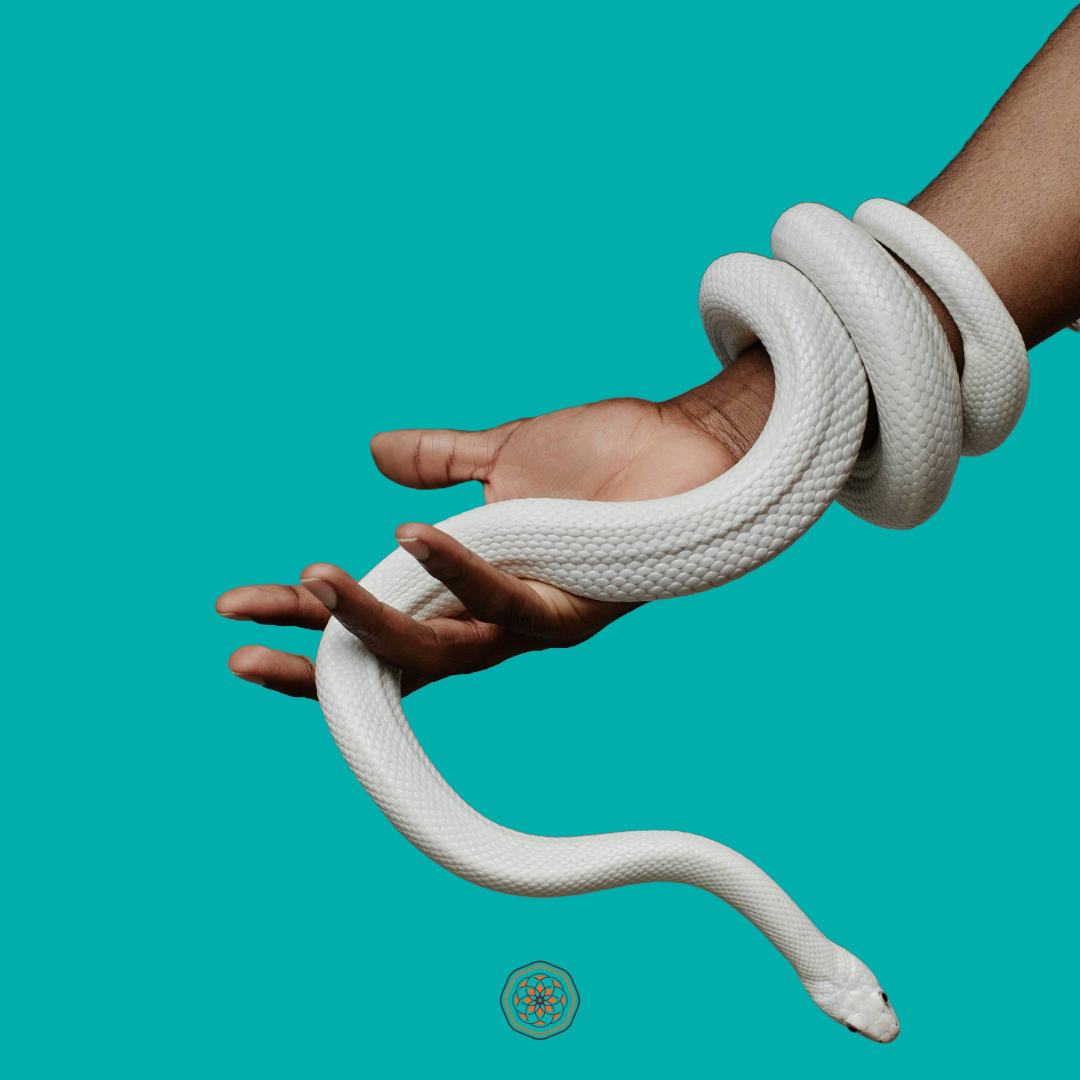 Embracing the Year of the Wood Snake for Your Hair - Chat Box